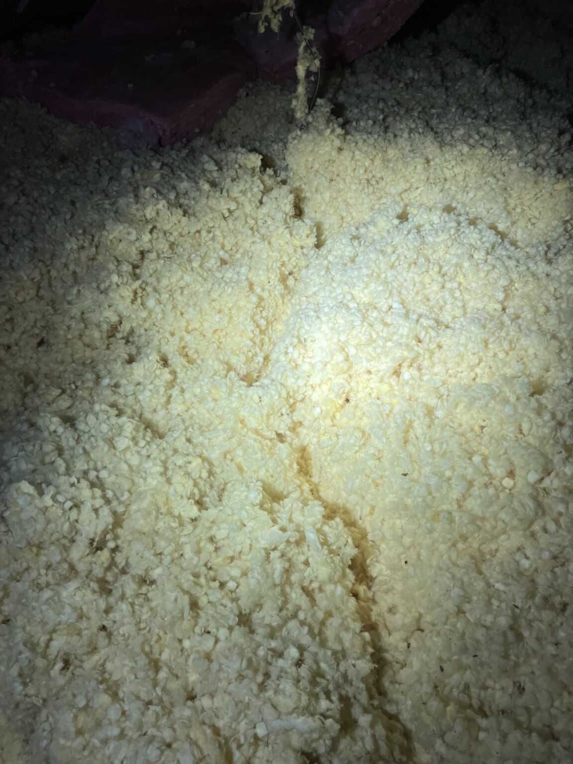 Are Those Rat Tracks in the House? How to Identify Rat Footprints ...