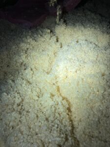 Are Those Rat Tracks in the House? How to Identify Rat Footprints ...