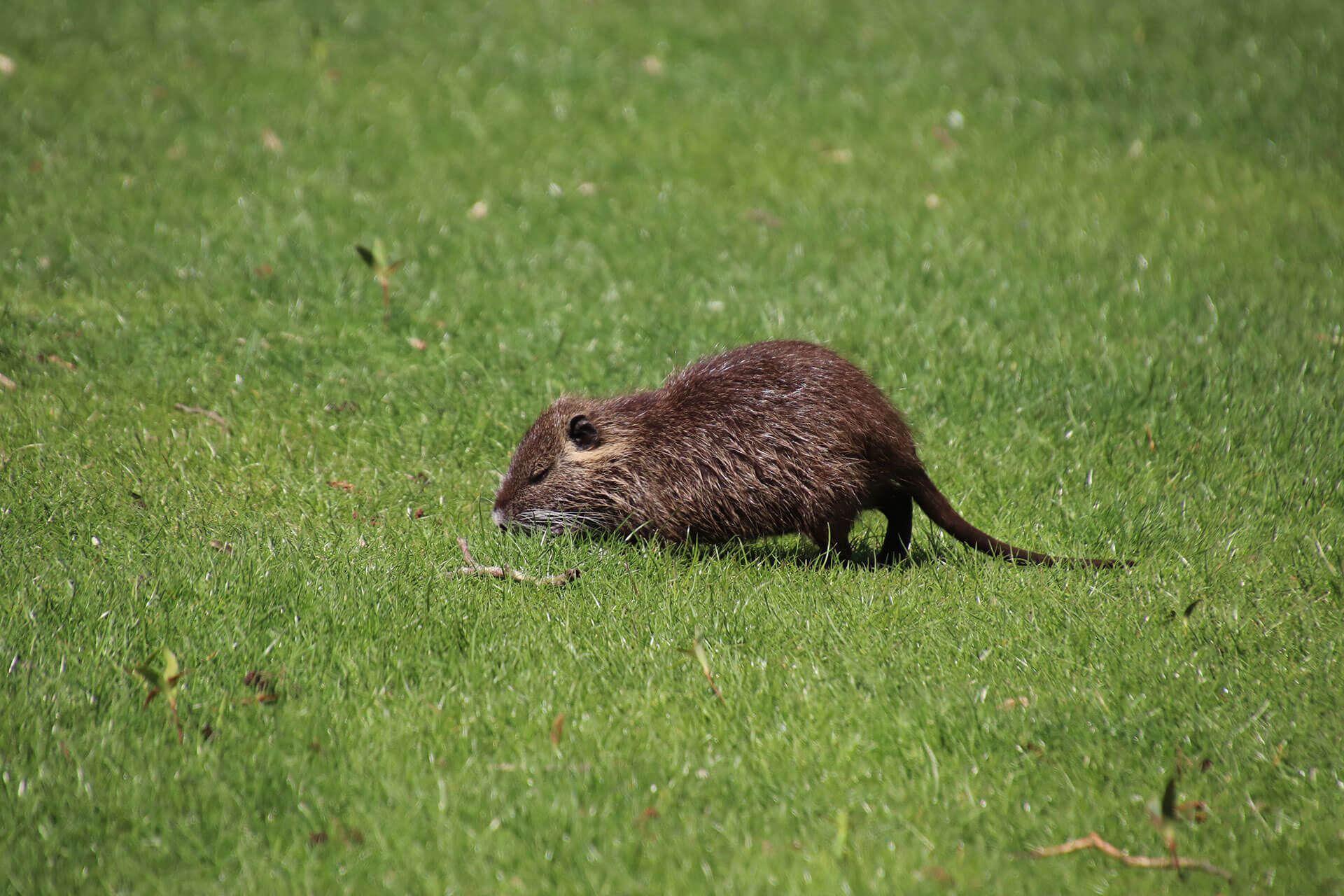 Cotton Rats Information | Trutech Wildlife Removal