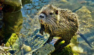 Nutria Pest Control - Trutech Wildlife Service