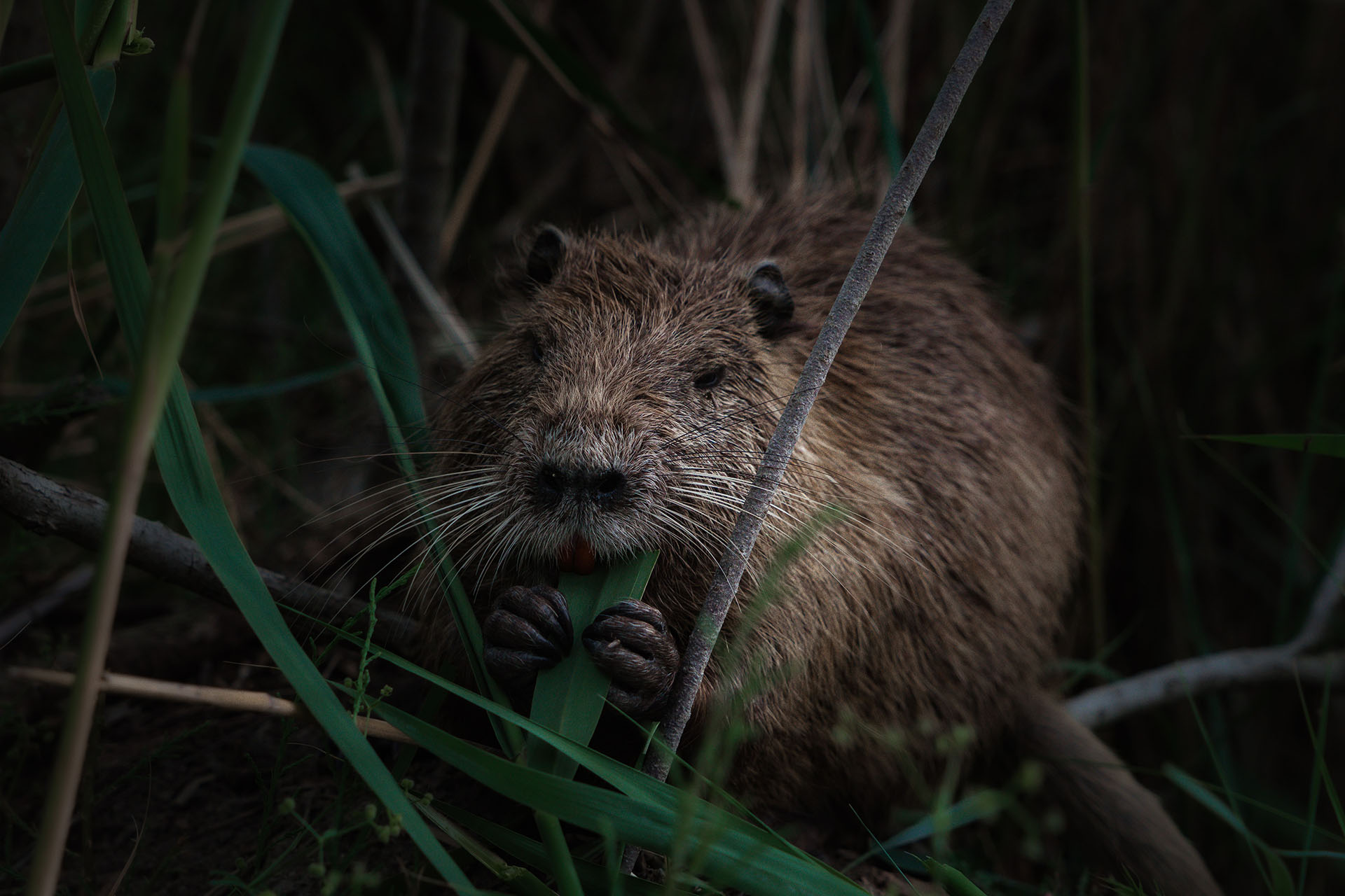 Nutria Information | Trutech Wildlife Removal