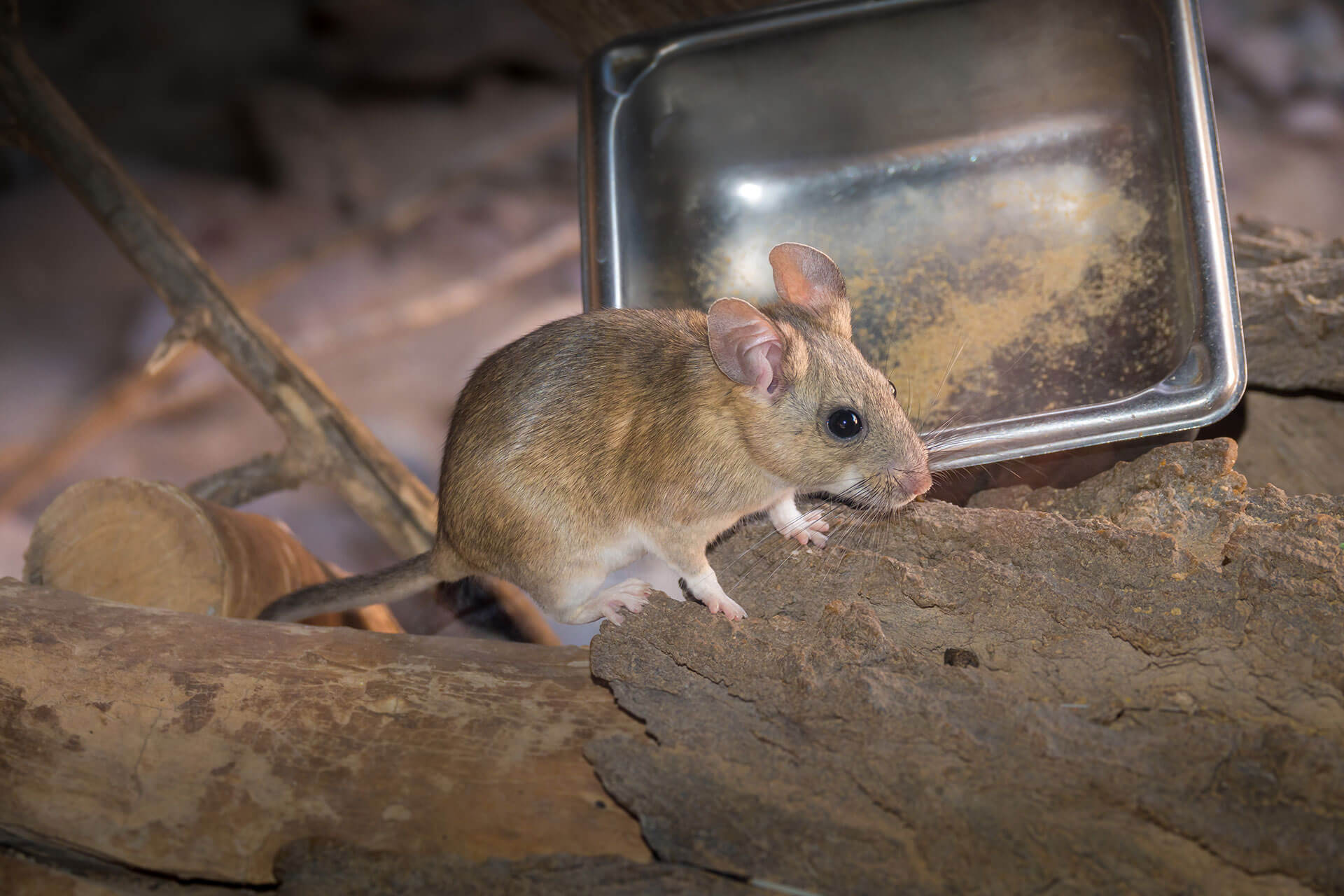 Pack Rats Information | Trutech Wildlife Removal
