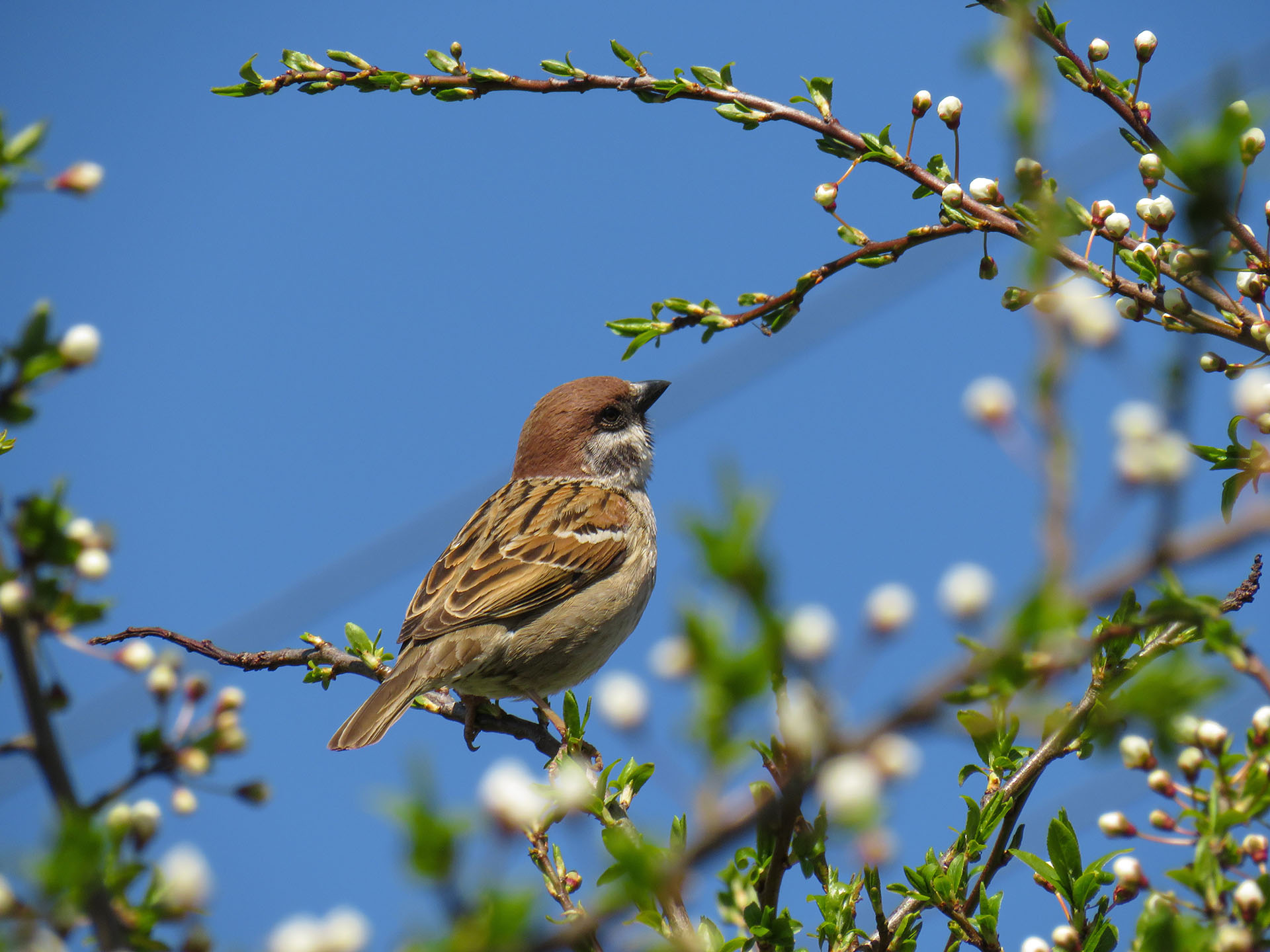 Sparrows Information | Trutech Wildlife Removal