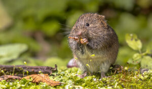 Voles Information | Trutech Wildlife Removal