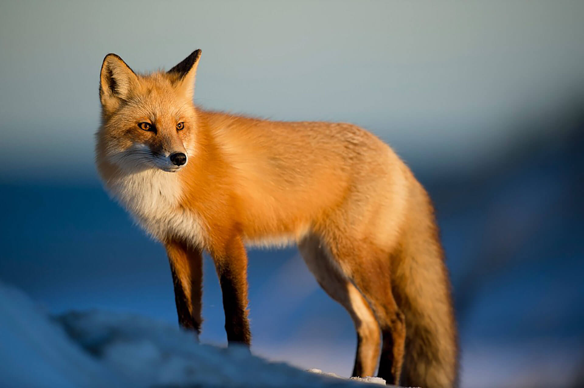 Fox Control - Trutech Wildlife Service
