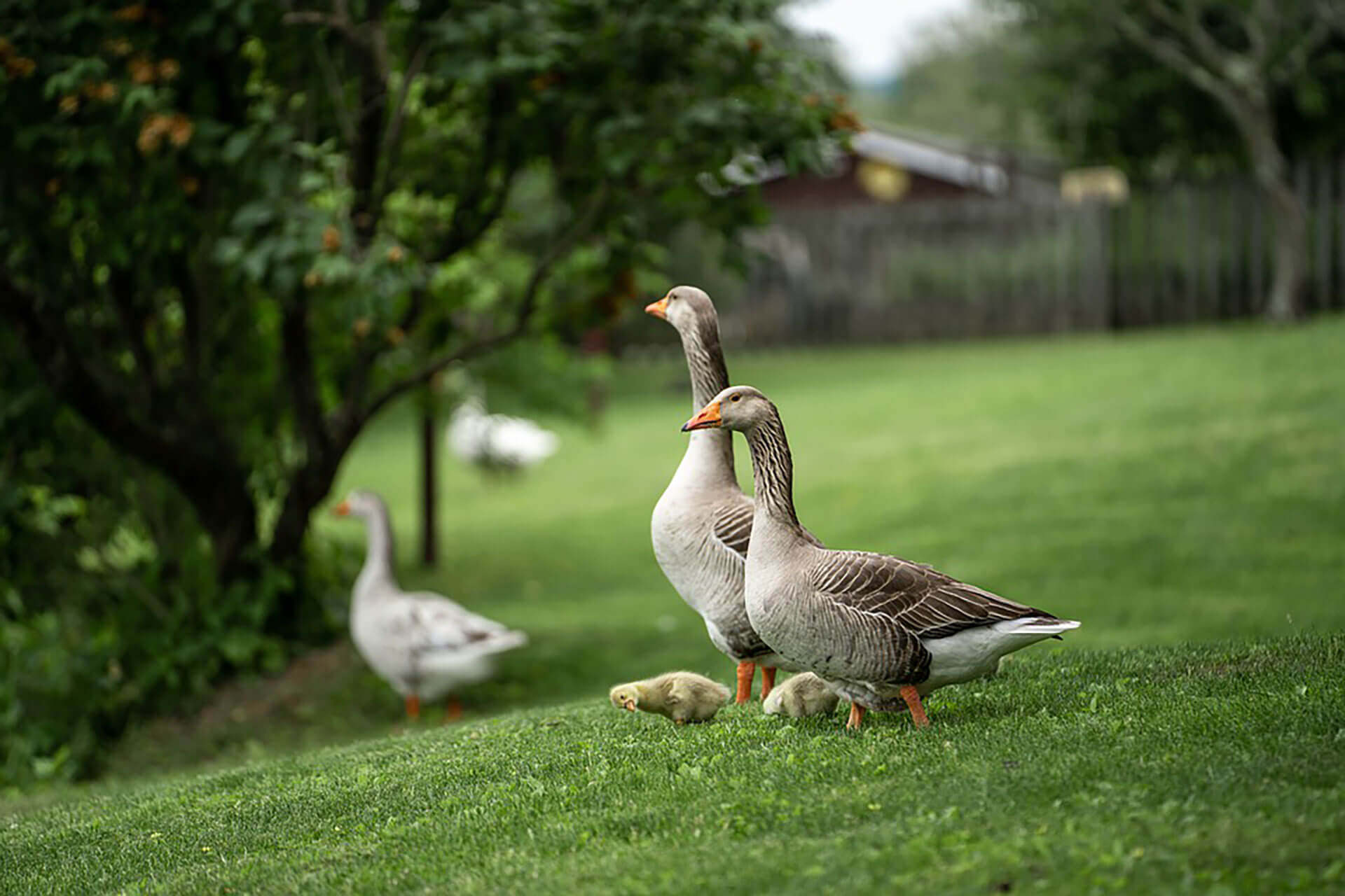 Geese Removal - Trutech Wildlife Service