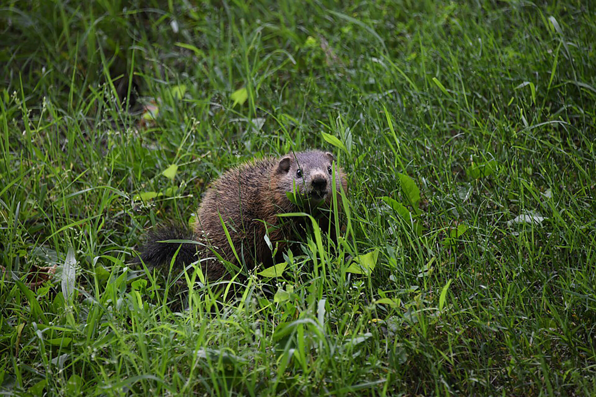 Groundhogs Information | Trutech Wildlife Removal