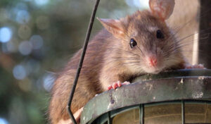 Palm Rats: Florida’s Citrus Tree Loving Pest - Trutech Wildlife Service