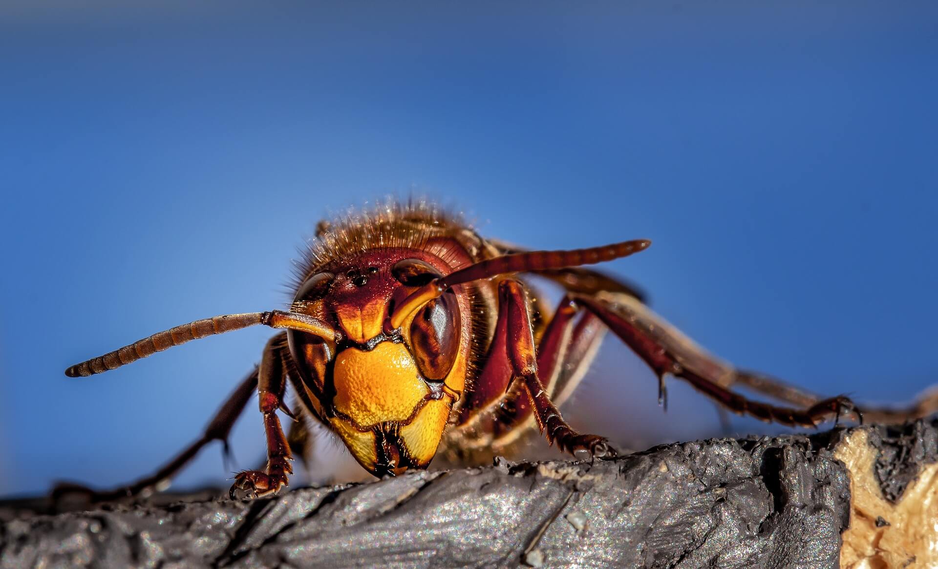 Hornet Control - Trutech Wildlife Service