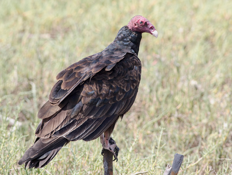 Vulture Control - Trutech Wildlife Service