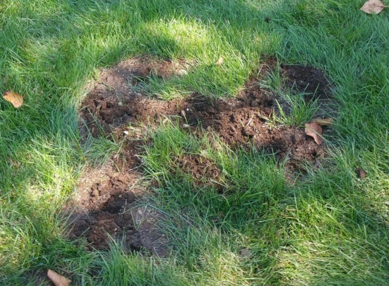 Gopher vs Moles vs Groundhog - Trutech Wildlife Service - Different ...