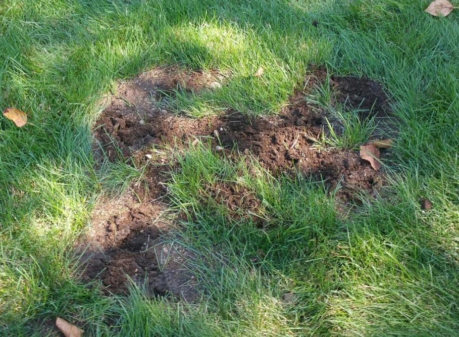 Gopher vs Moles vs Groundhog - Trutech Wildlife Service - Different Pests Digging Your Yard