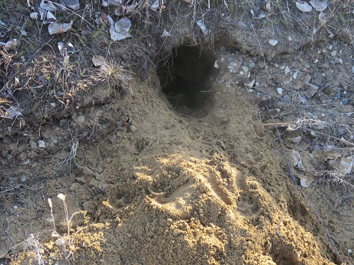 Gopher vs Moles vs Groundhog - Trutech Wildlife Service - Different ...