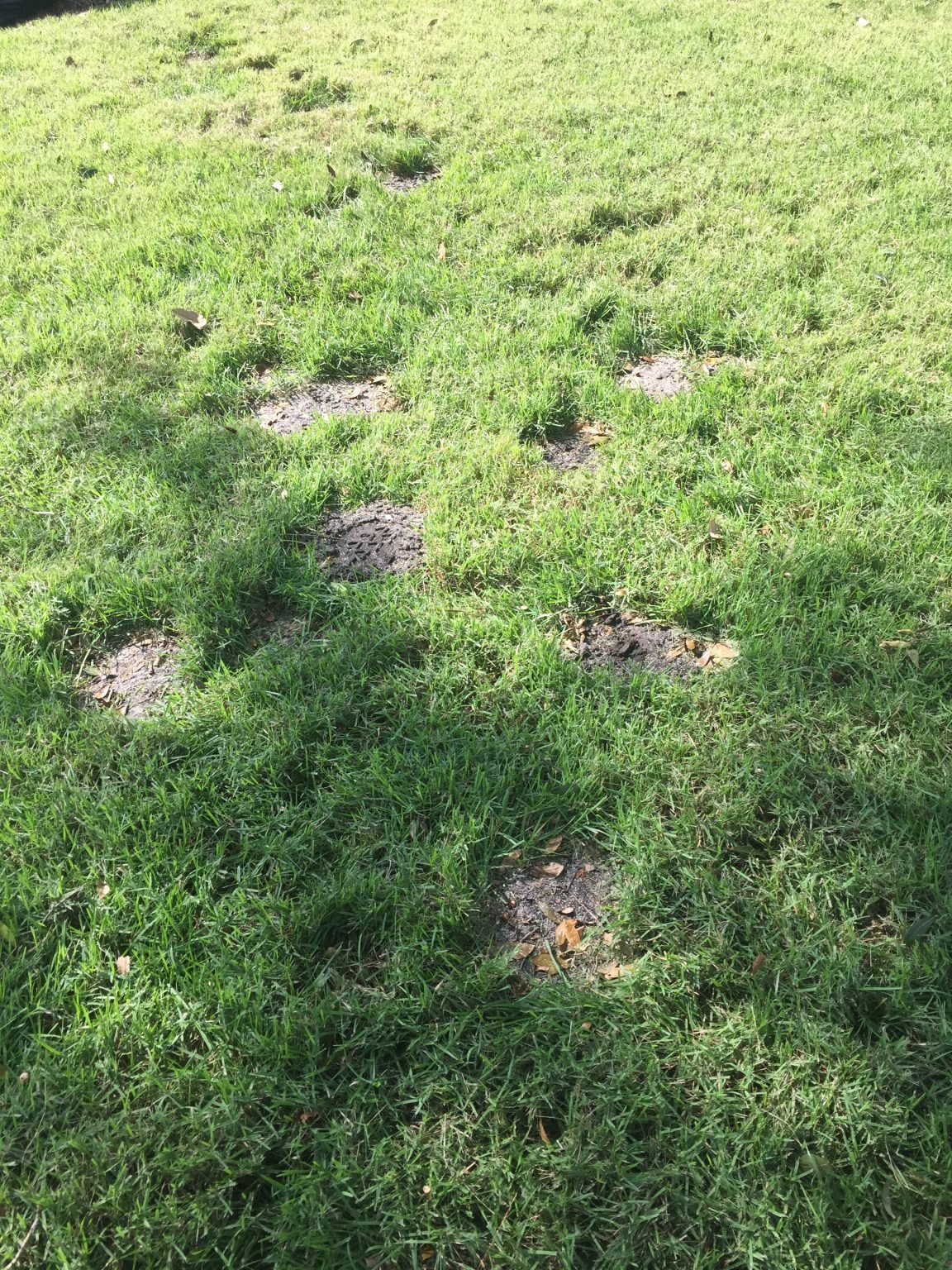 How to Fill Animal Holes in Your Yard - Trutech Wildlife Service