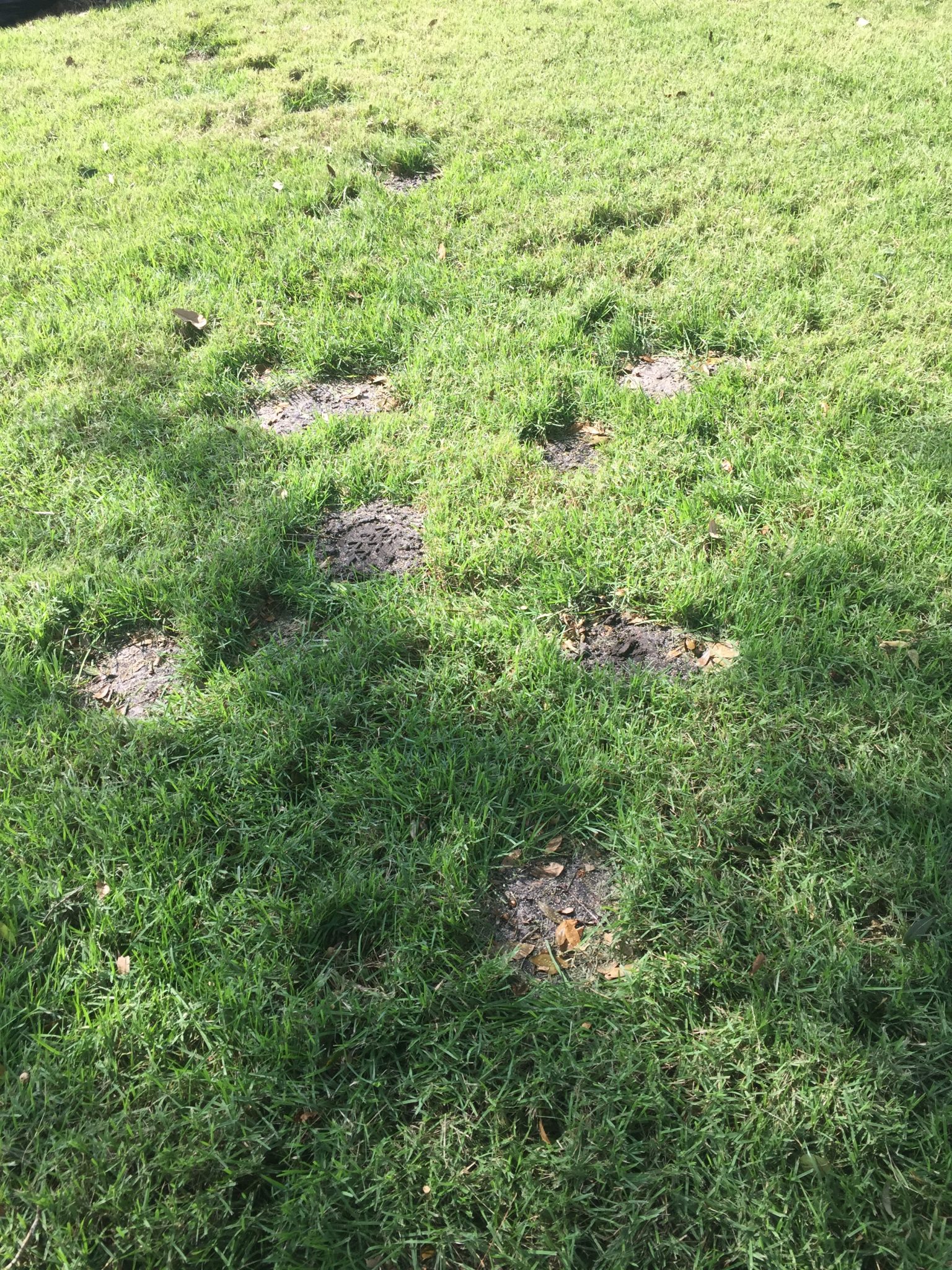 How to Fill Animal Holes in Your Yard - Trutech Wildlife Service