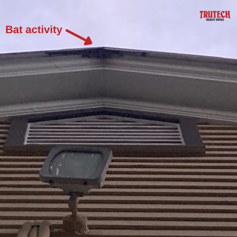 What does a bat sound like in my house? - Trutech Wildlife Service
