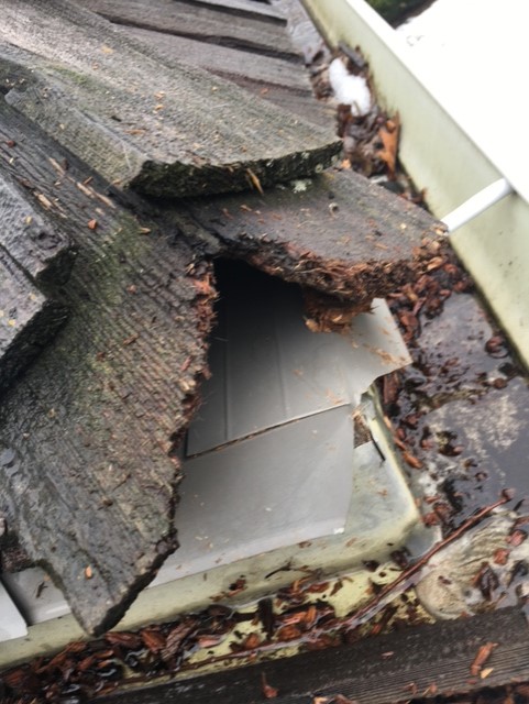 Squirrel Control in Kansas City - Trutech Wildlife Service
