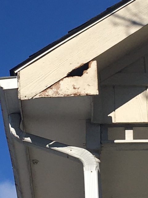 Squirrel Control in Kansas City - Trutech Wildlife Service