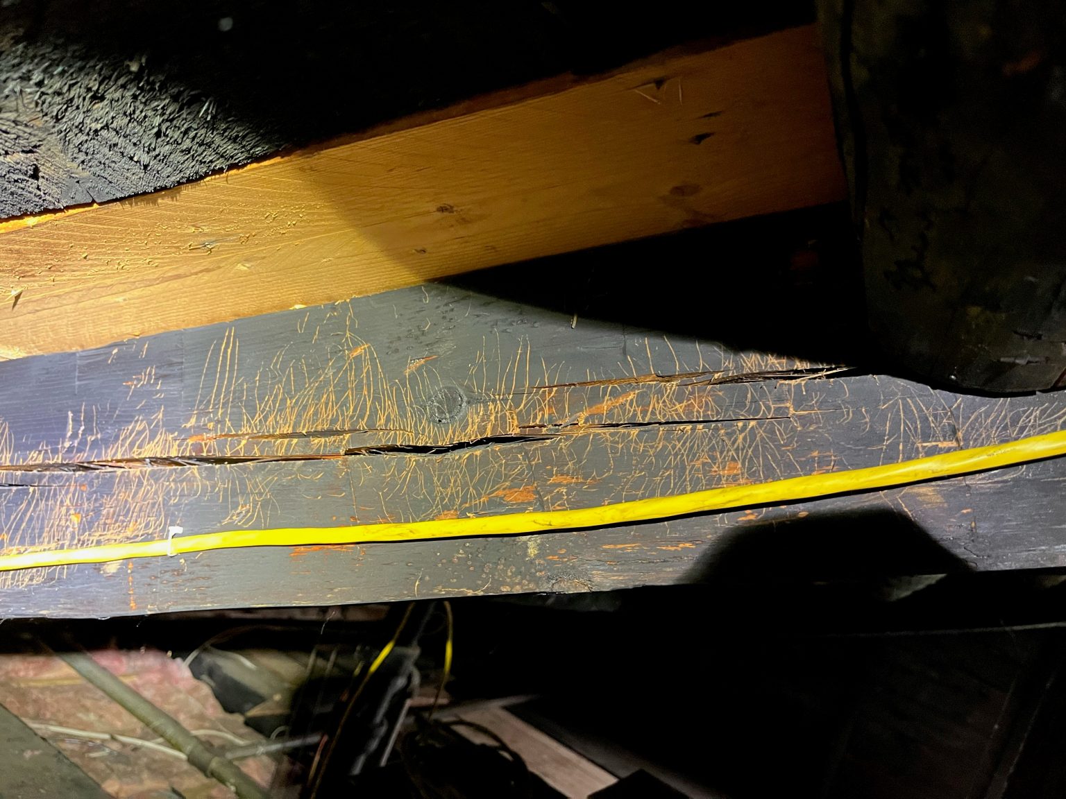 How Long Do Raccoons Live? - Trutech Wildlife Service - Raccoon Lifespan