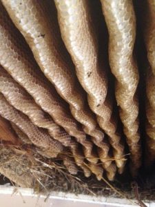 How to Get Rid of Beehive in Ceiling - Trutech Wildlife Service