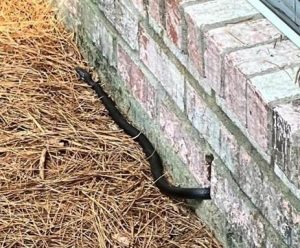 Why is a snake in my garage? - Trutech Wildlife Service - Advice and ...