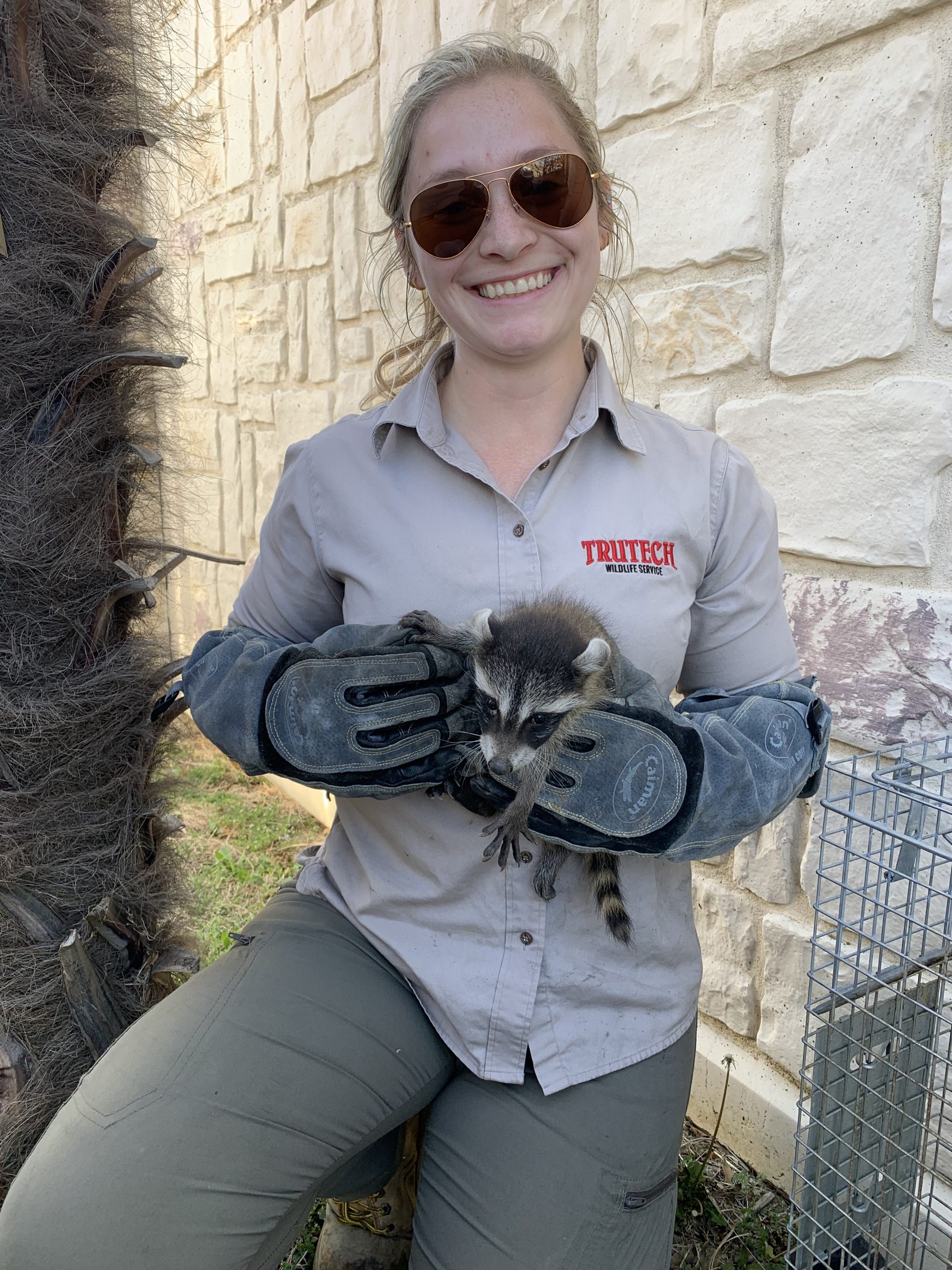 Raccoon Removal in Dallas, TX - Trutech Wildlife Service