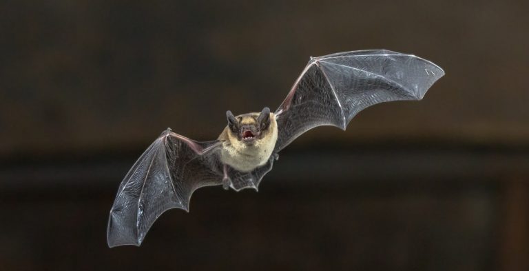 What does a bat sound like in my house? - Trutech Wildlife Service
