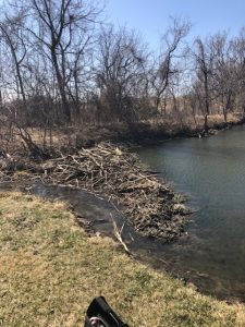 Why Do Beavers Build Dams? - Trutech Wildlife Service