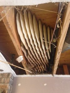 How to Get Rid of Beehive in Ceiling - Trutech Wildlife Service