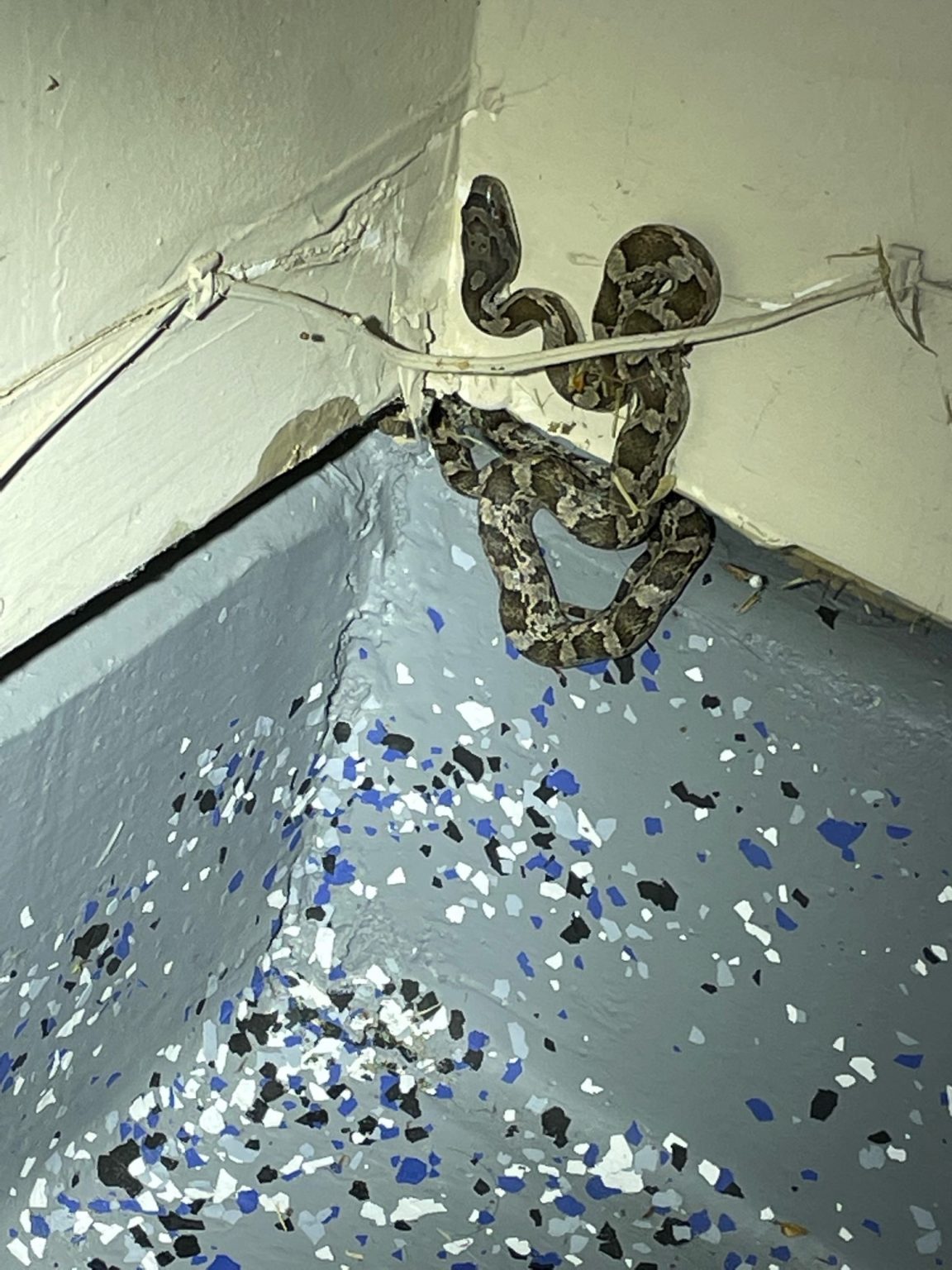 Why Is a Snake in My House? - Trutech Wildlife Service