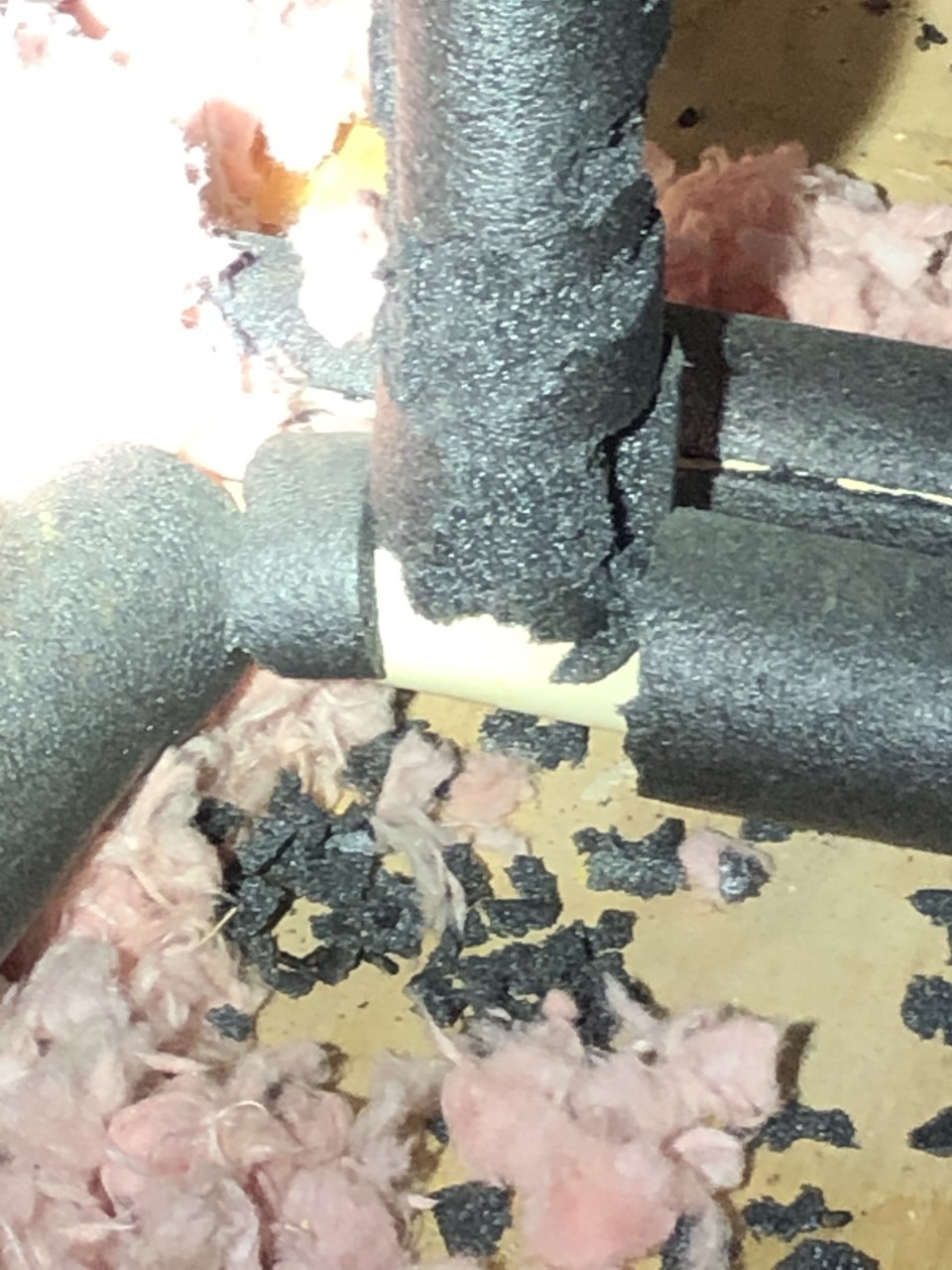 Rodents in Attic Removal - Trutech Wildlife Service - Rodent Control