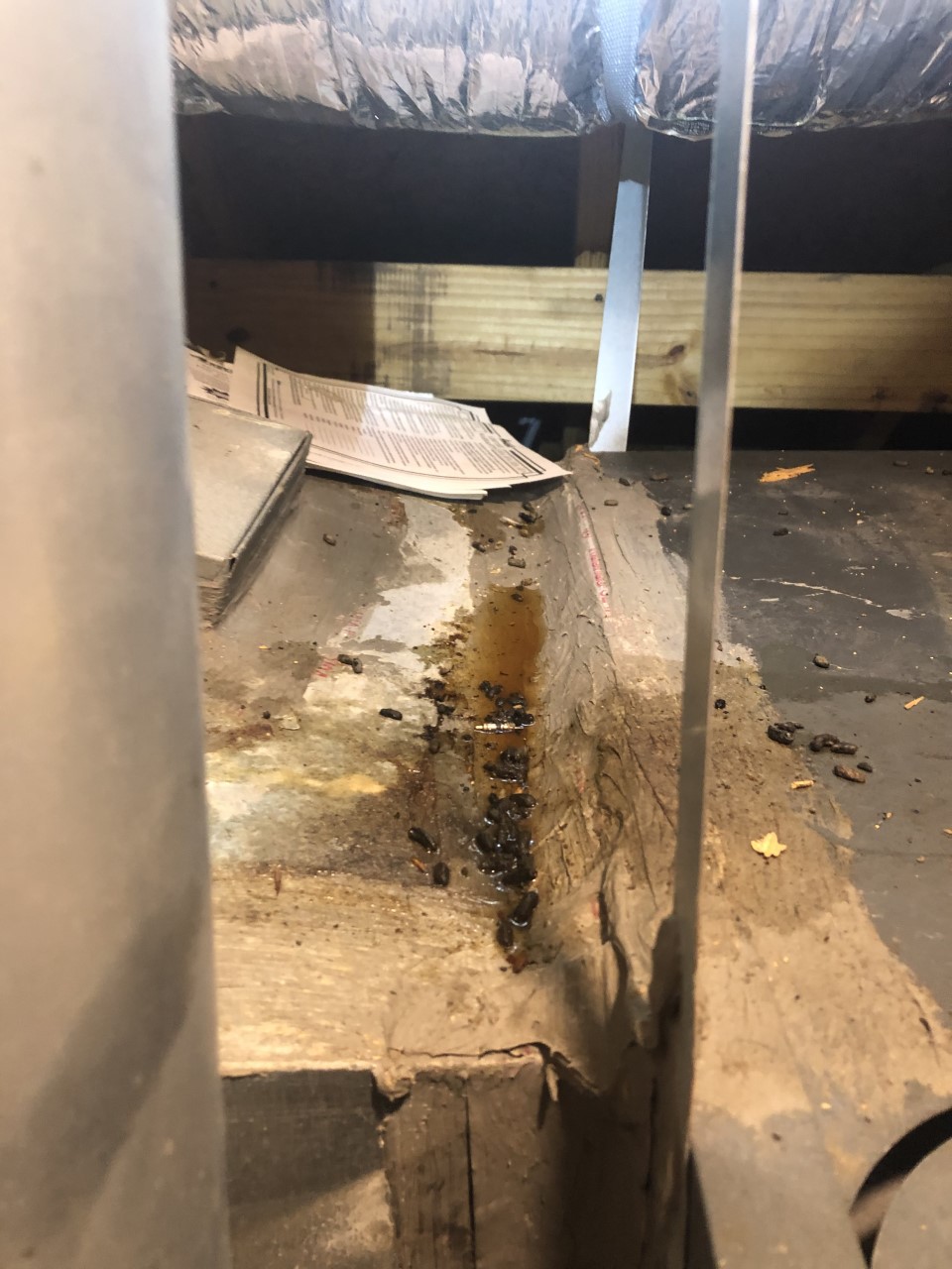 Rodents in Attic Removal - Trutech Wildlife Service - Rodent Control