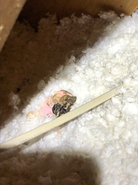 3 Signs of a Snake Problem - Trutech Wildlife Service