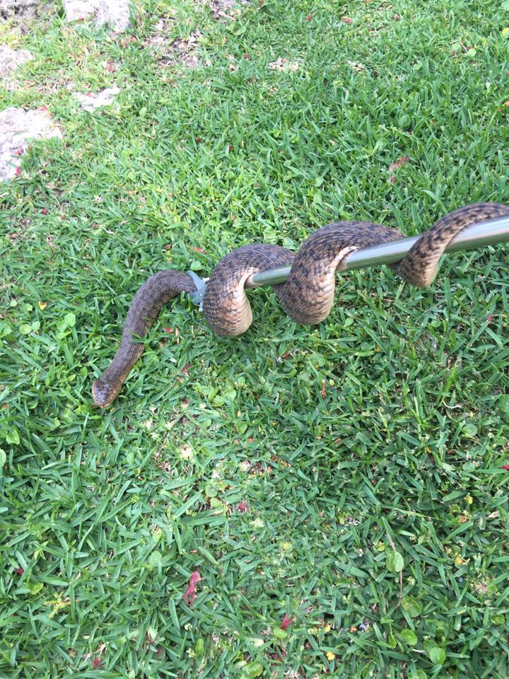 3 Signs of a Snake Problem - Trutech Wildlife Service