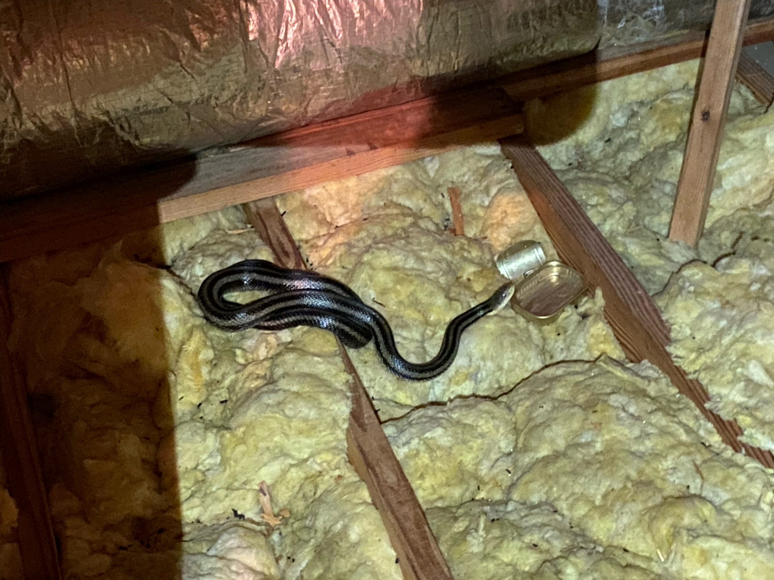 Can Snakes Climb? Finding Snake Skins in Attic - Trutech Wildlife Service