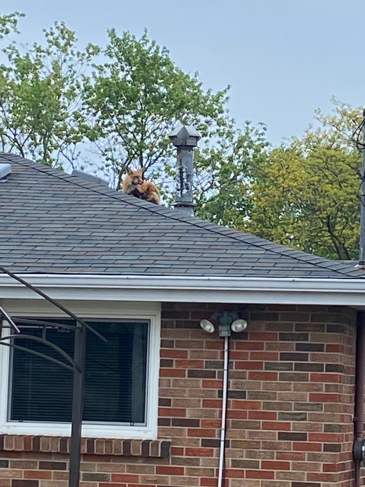 Fox Control in Minneapolis - Trutech Wildlife Service