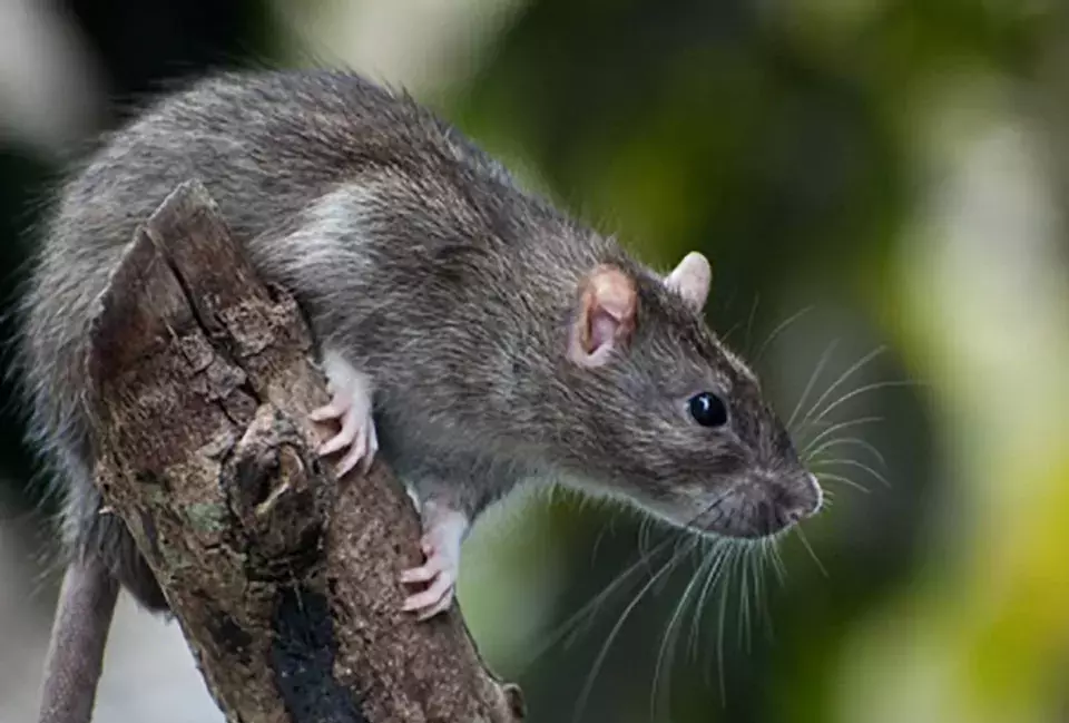 Rat Control in Tampa - Trutech Wildlife Service