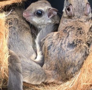 Where Do Squirrels Live - Their Natural & Inside Man-Made Habitats