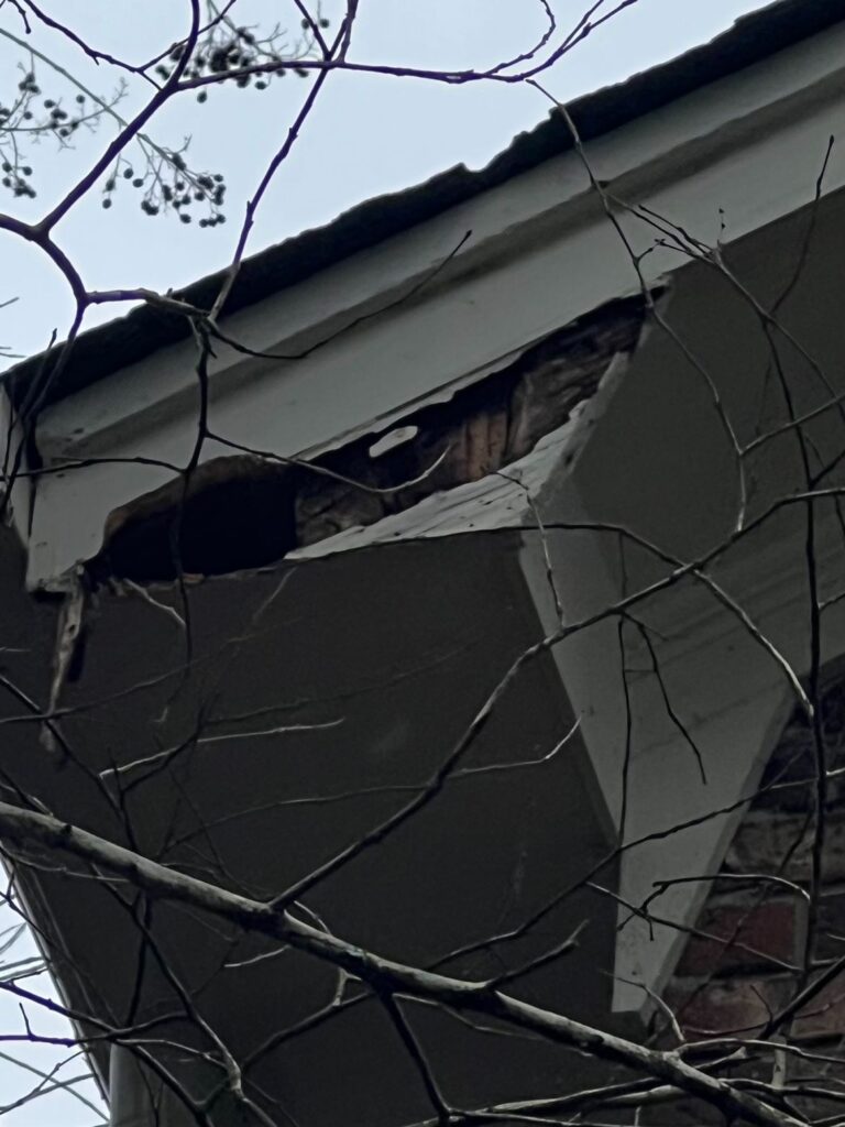 Squirrels in South Carolina - Trutech Wildlife Service