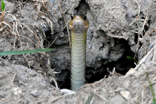 How to Fill Animal Holes in Your Yard - Trutech Wildlife Service
