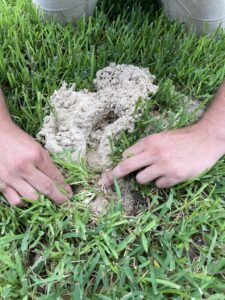 How to Fill Animal Holes in Your Yard - Trutech Wildlife Service