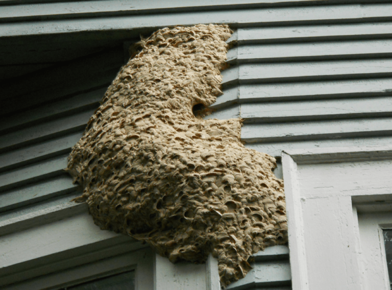 Expert Tips on Wasp Nest Removal - Trutech Wildlife Service