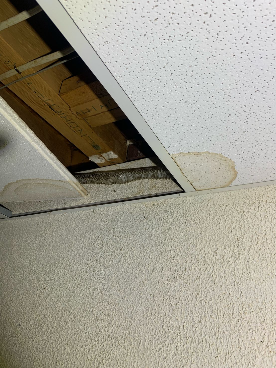 Can Snakes Climb? Finding Snake Skins in Attic - Trutech Wildlife Service