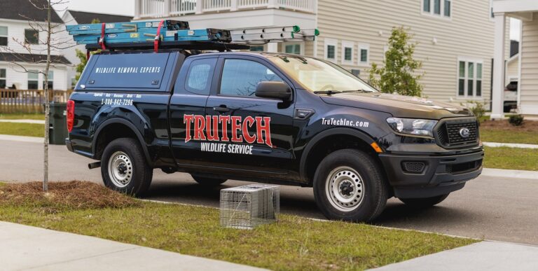 How We Use Rat Biology to Solve Your Rat Problems - Trutech Wildlife ...