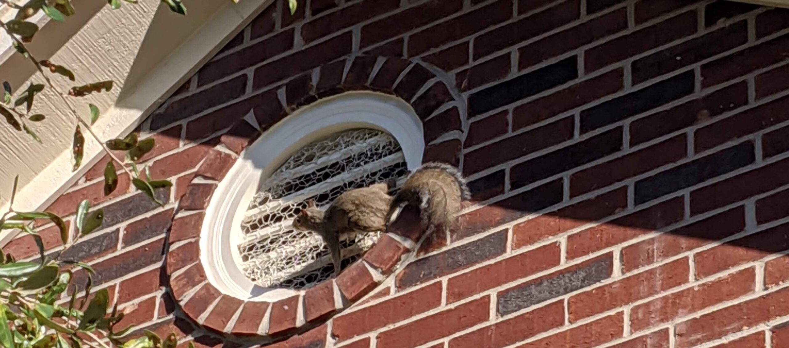 Squirrel Inspection in Charlotte, NC - Trutech Wildlife Service