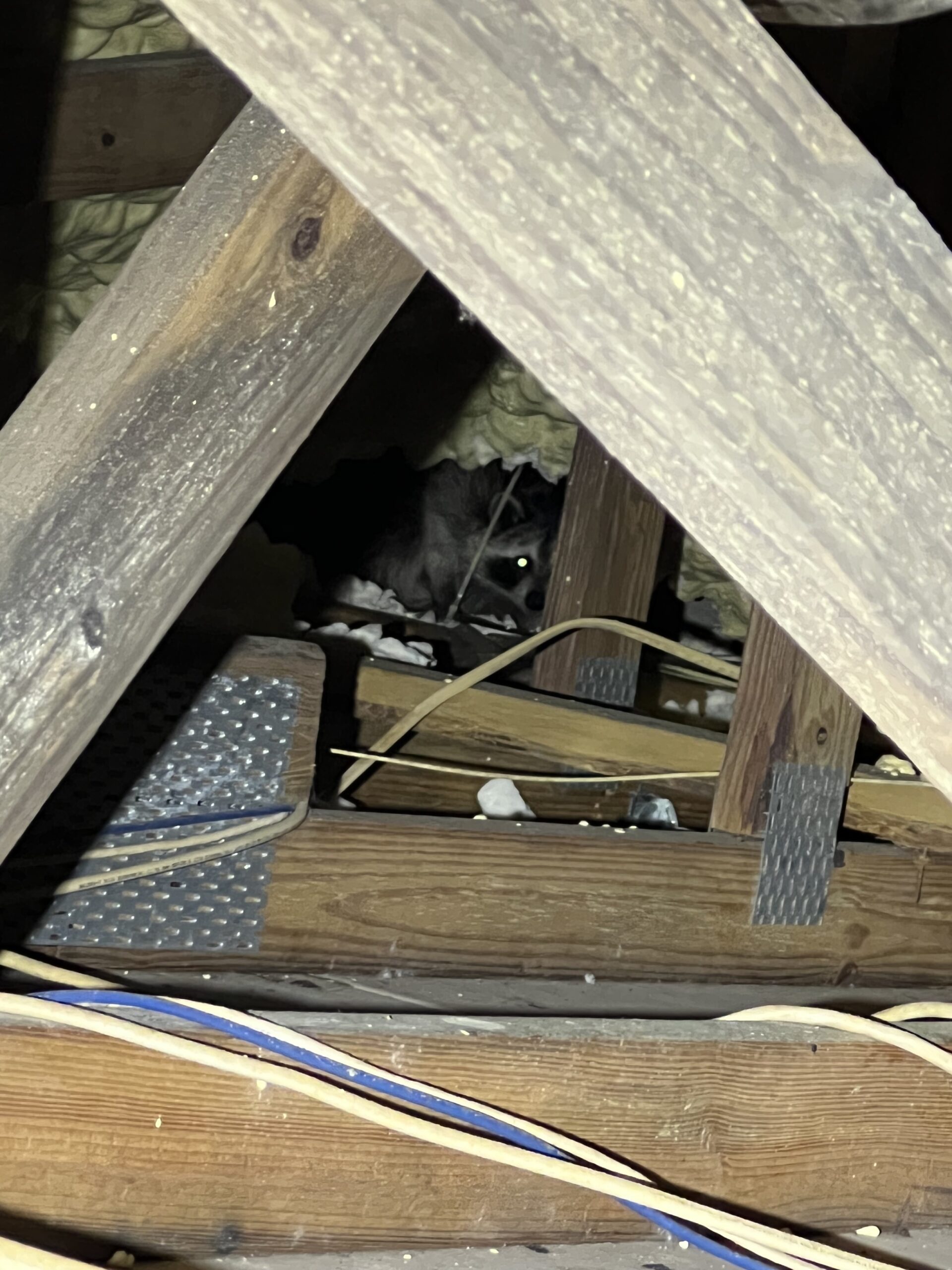 Wildlife Seasonality in Orlando, FL - Trutech Wildlife Service