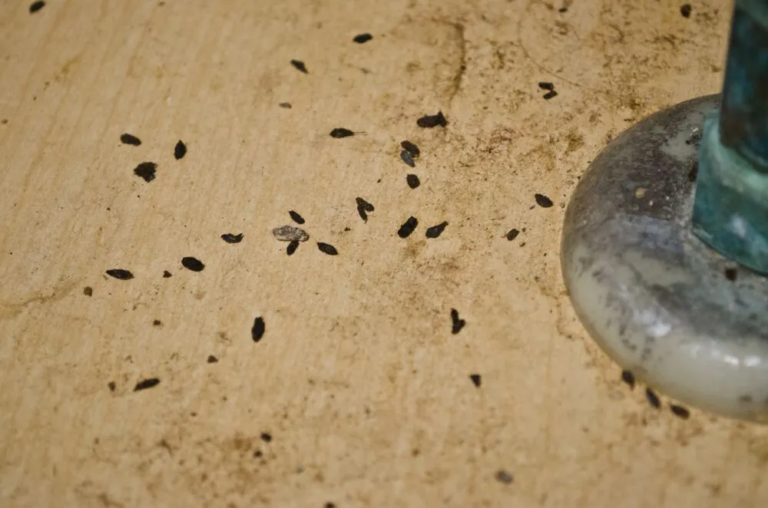 A Guide to Identifying Mouse Droppings and How to Safely Clean It Up