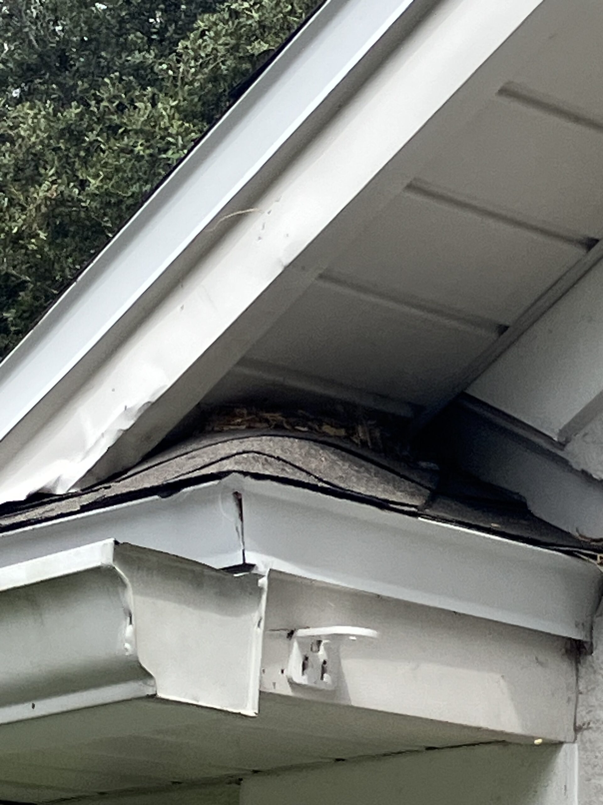 How to Identify Rodent Damage According to Trutech