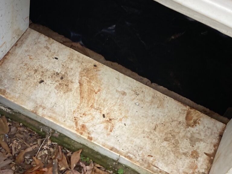 When Do Skunks Come Out? - Trutech Wildlife Service