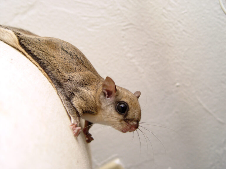 What does a bat sound like in my house? - Trutech Wildlife Service